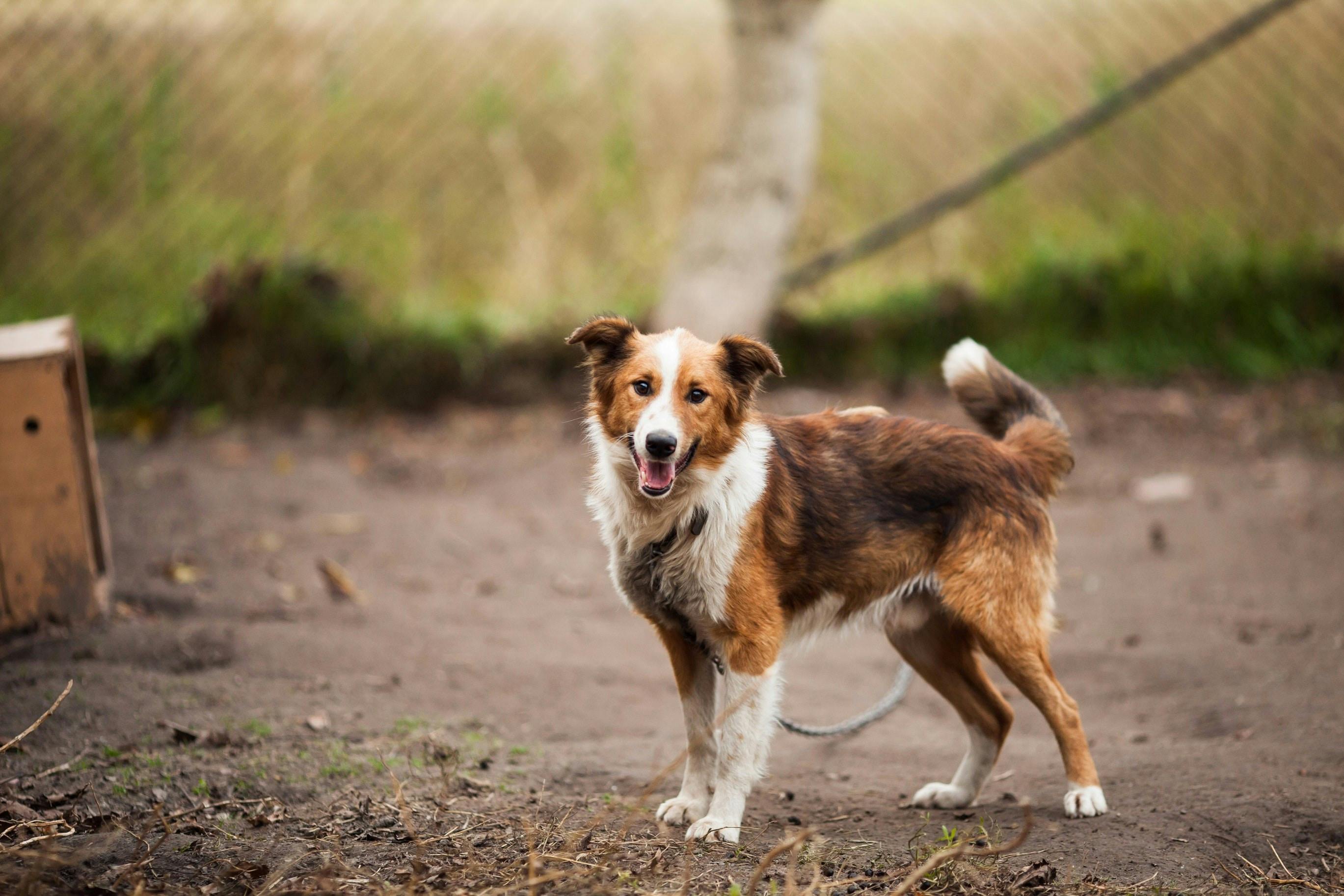 NB SPCA | Who We Are