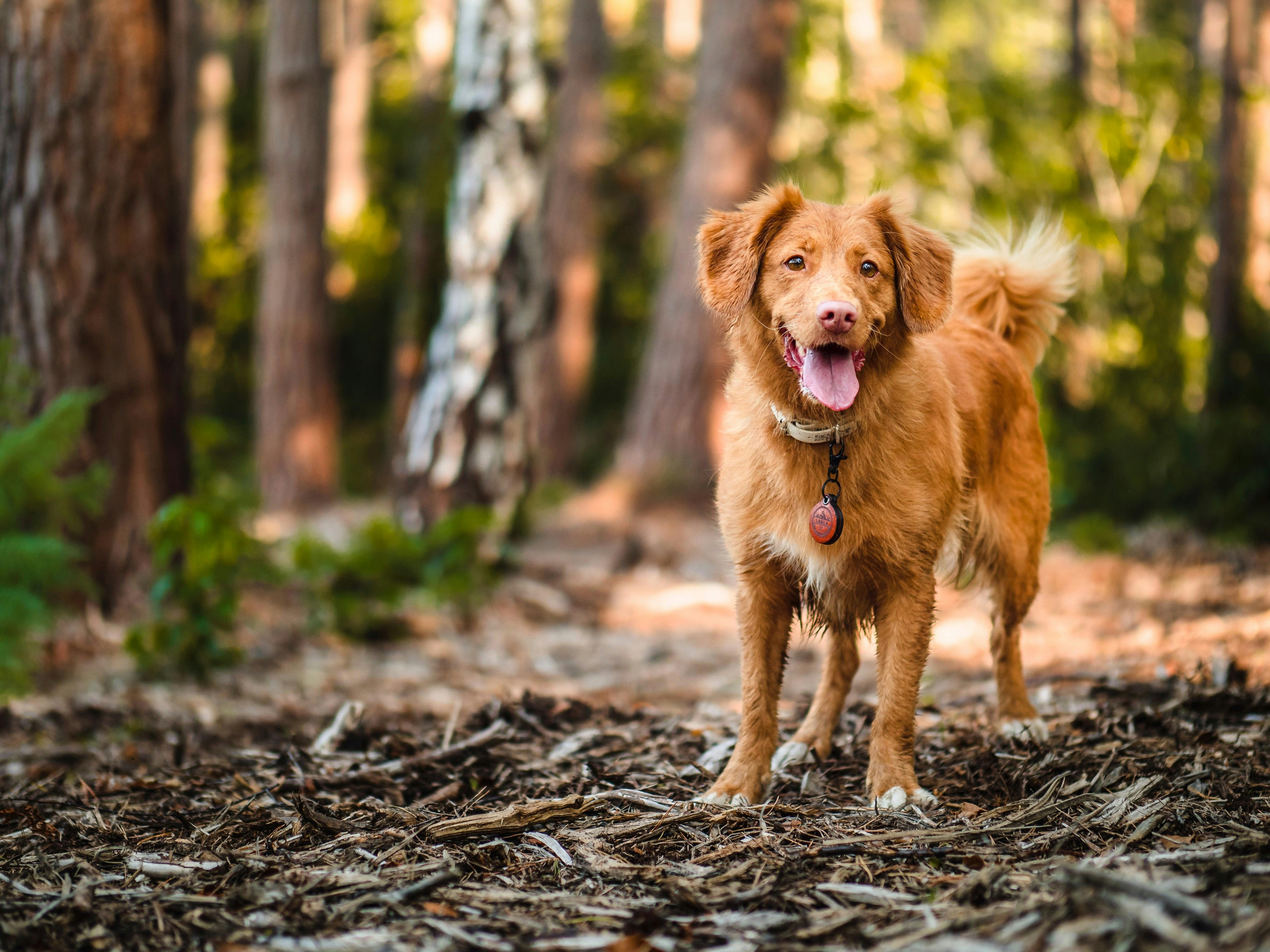 NB SPCA | Animal Protection