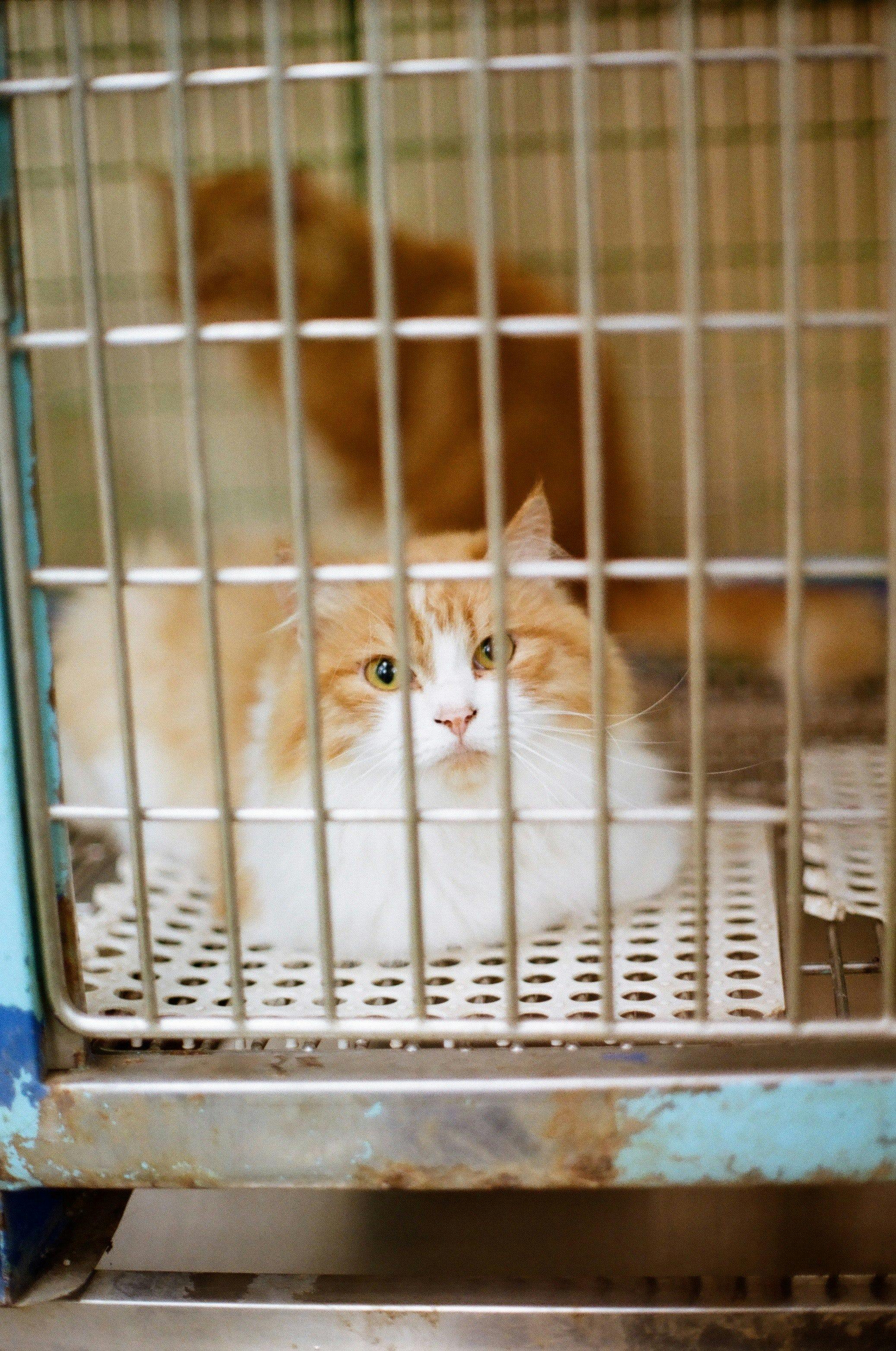 NB SPCA | Animal Protection