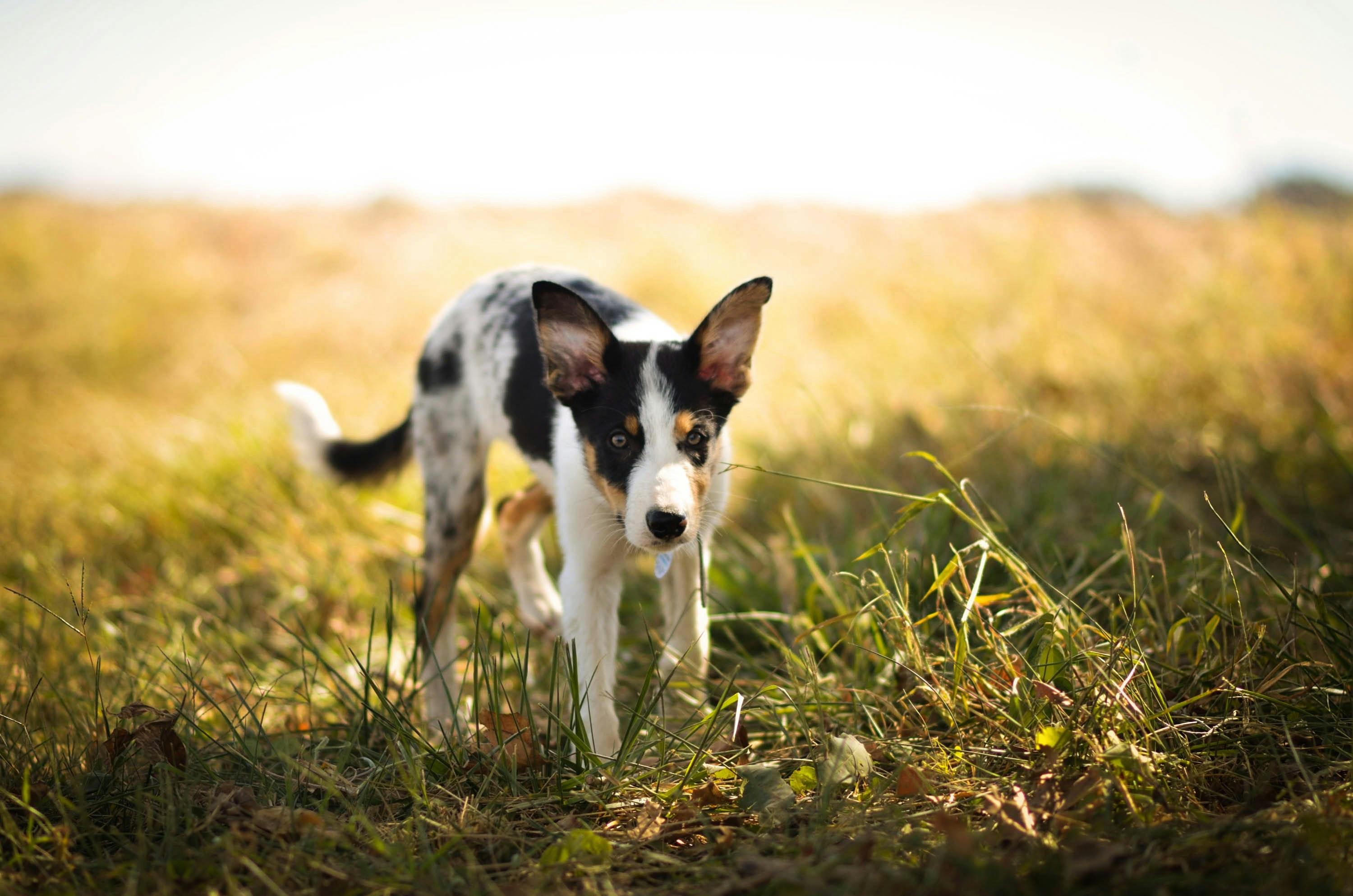 NB SPCA | NBSPCA News