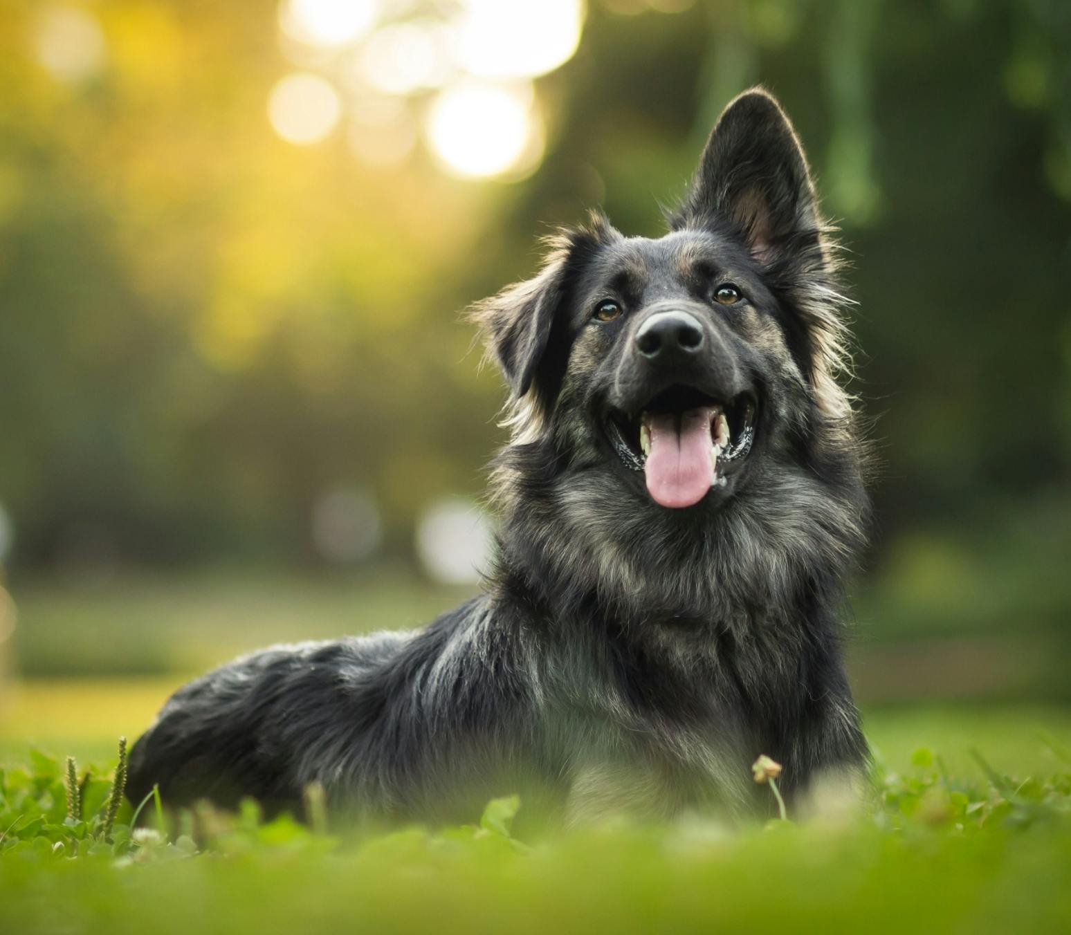 NB SPCA | Animal Protection