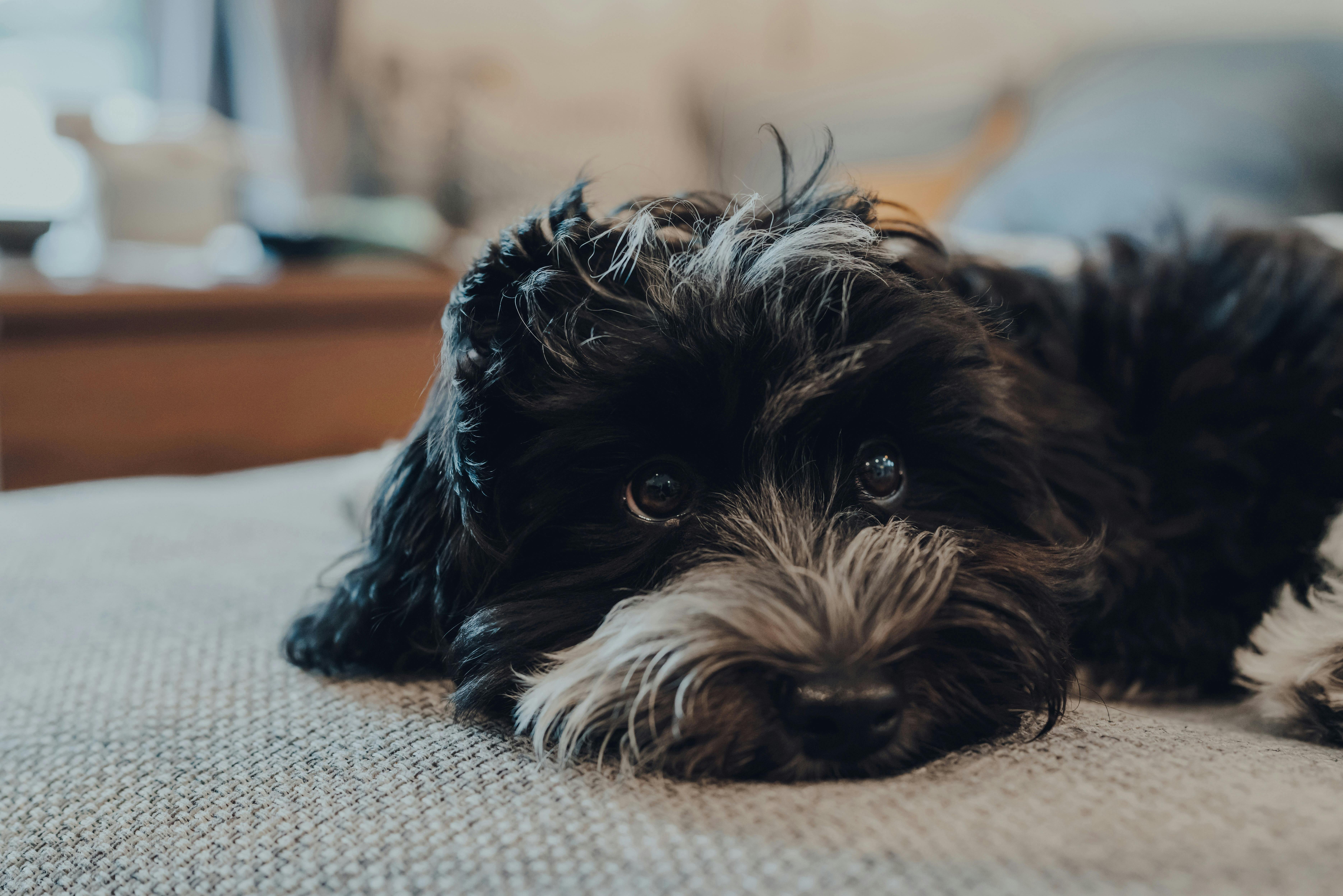NB SPCA | Home