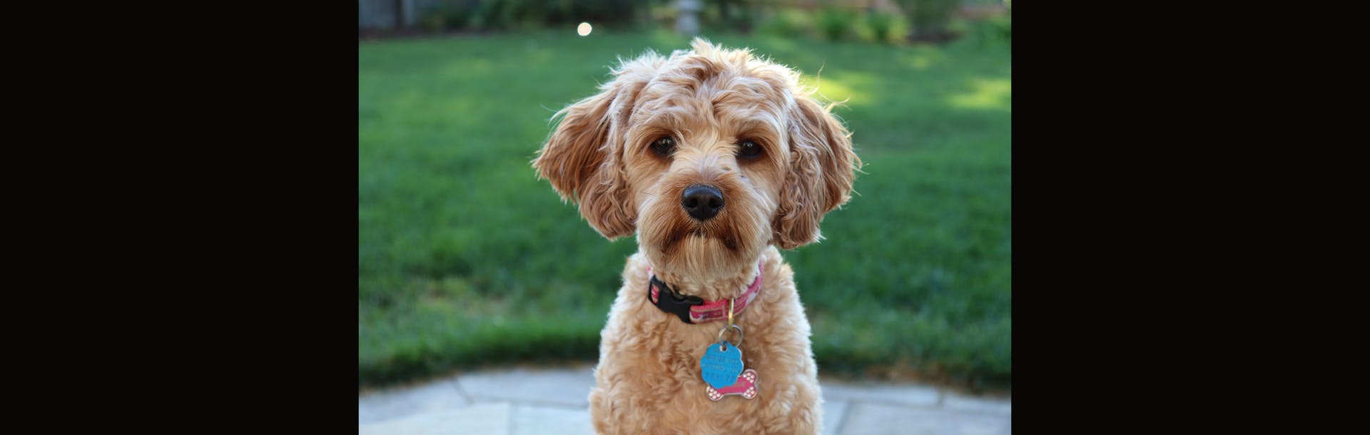 NB SPCA | DocuPet helps keep pets and communities safe