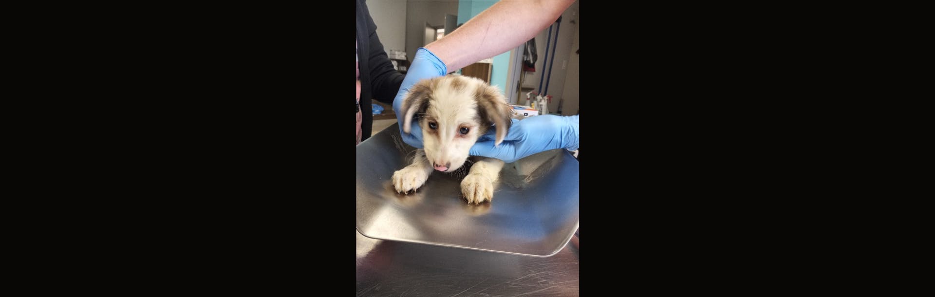 NB SPCA | NBSPCA officers give new ‘leash’ on life to 6 dogs