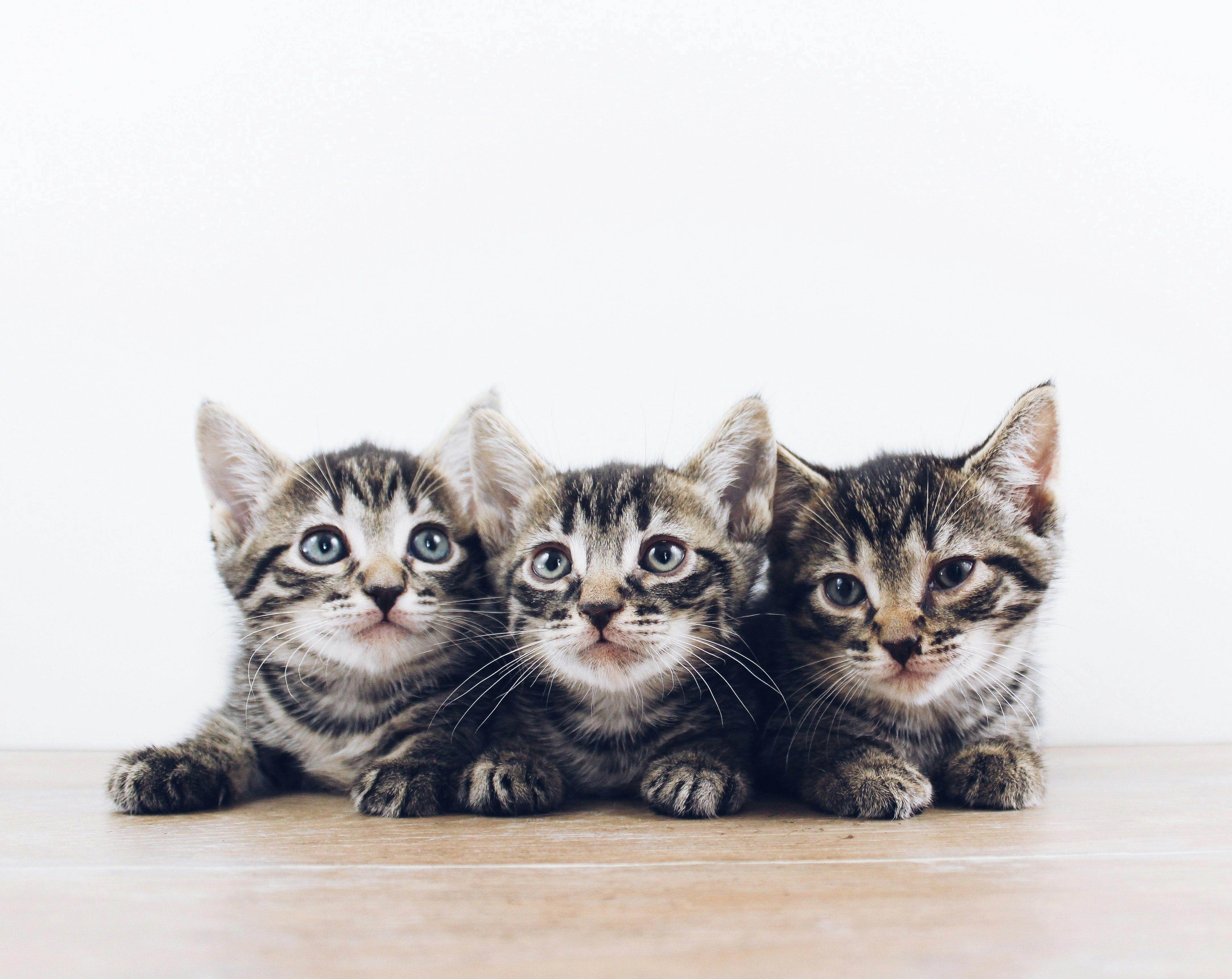 NB SPCA | How You Can Help