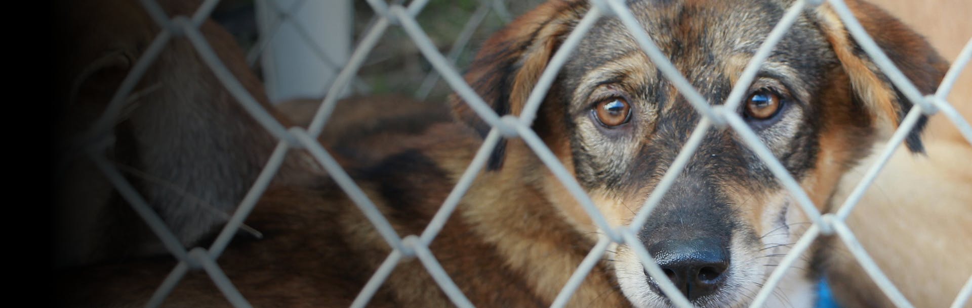 NB SPCA | NBSPCA reports animal neglect, cruelty cases on the rise in…