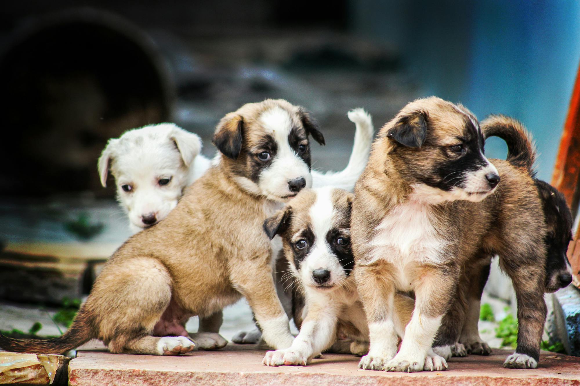 NB SPCA | Who We Are