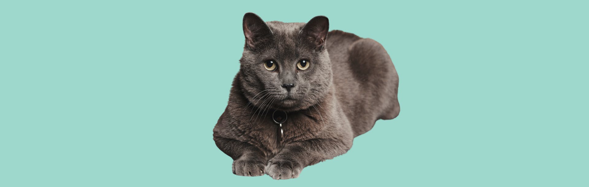 NB SPCA | Happy Tails