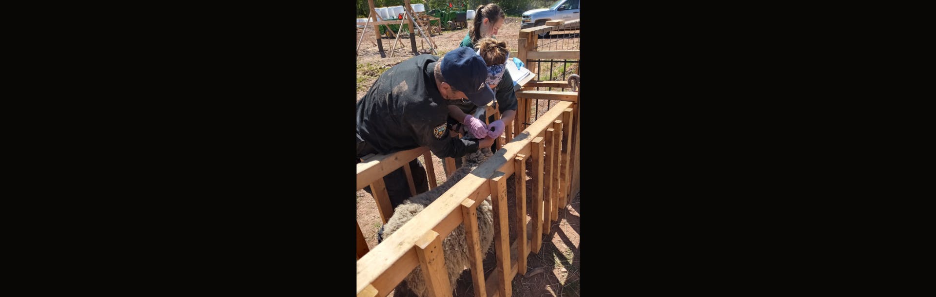 NB SPCA | Saving 120 animals from one farm